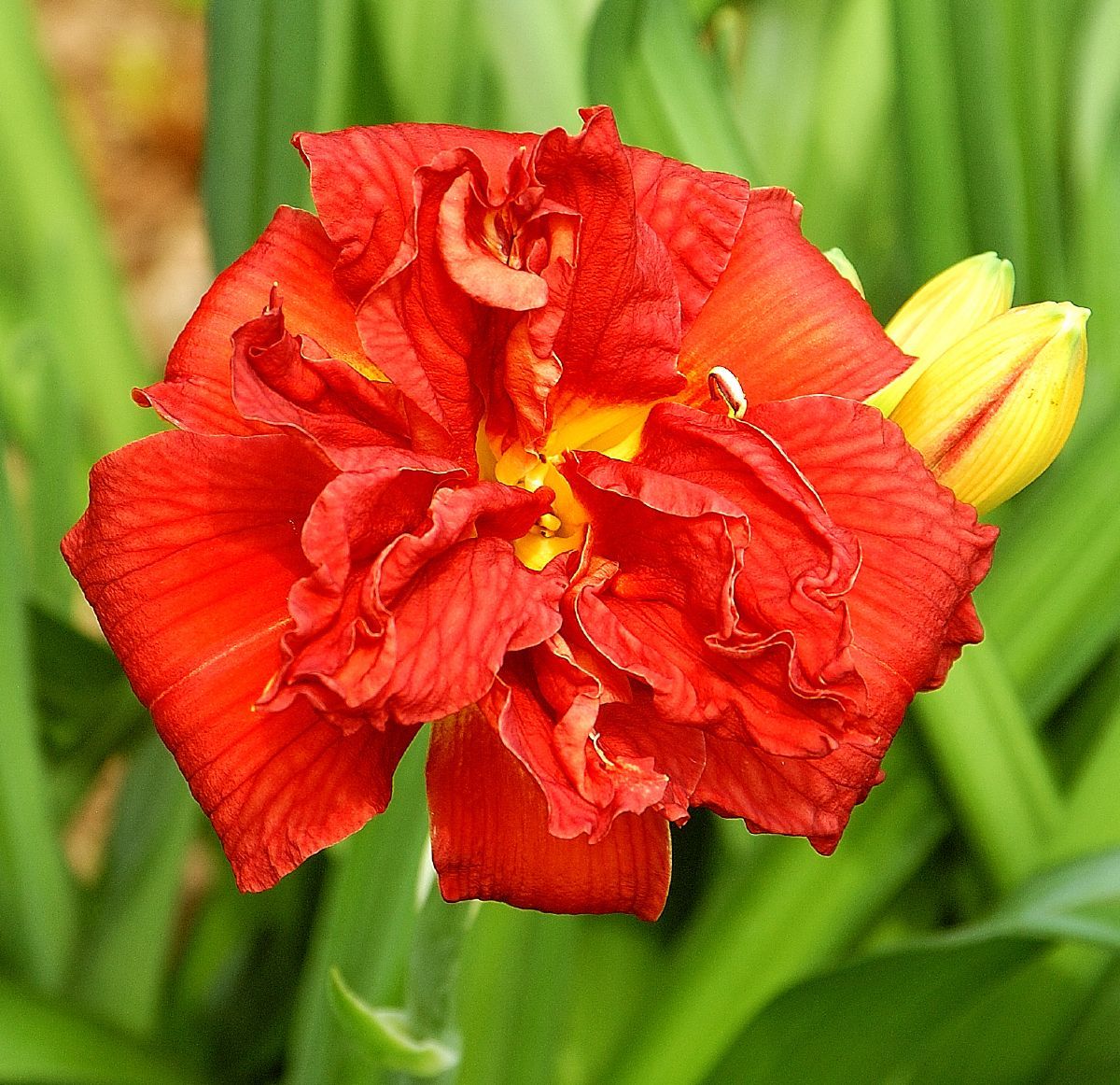 Taglilie Double Firecracker, Hemerocallis Double Firecracker ...