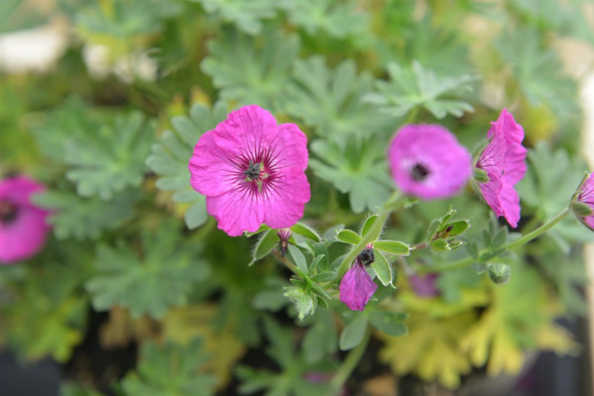 Storchschnabel Jolly Jewel Silver, Geranium cinereum Jolly Jewel Silver ...