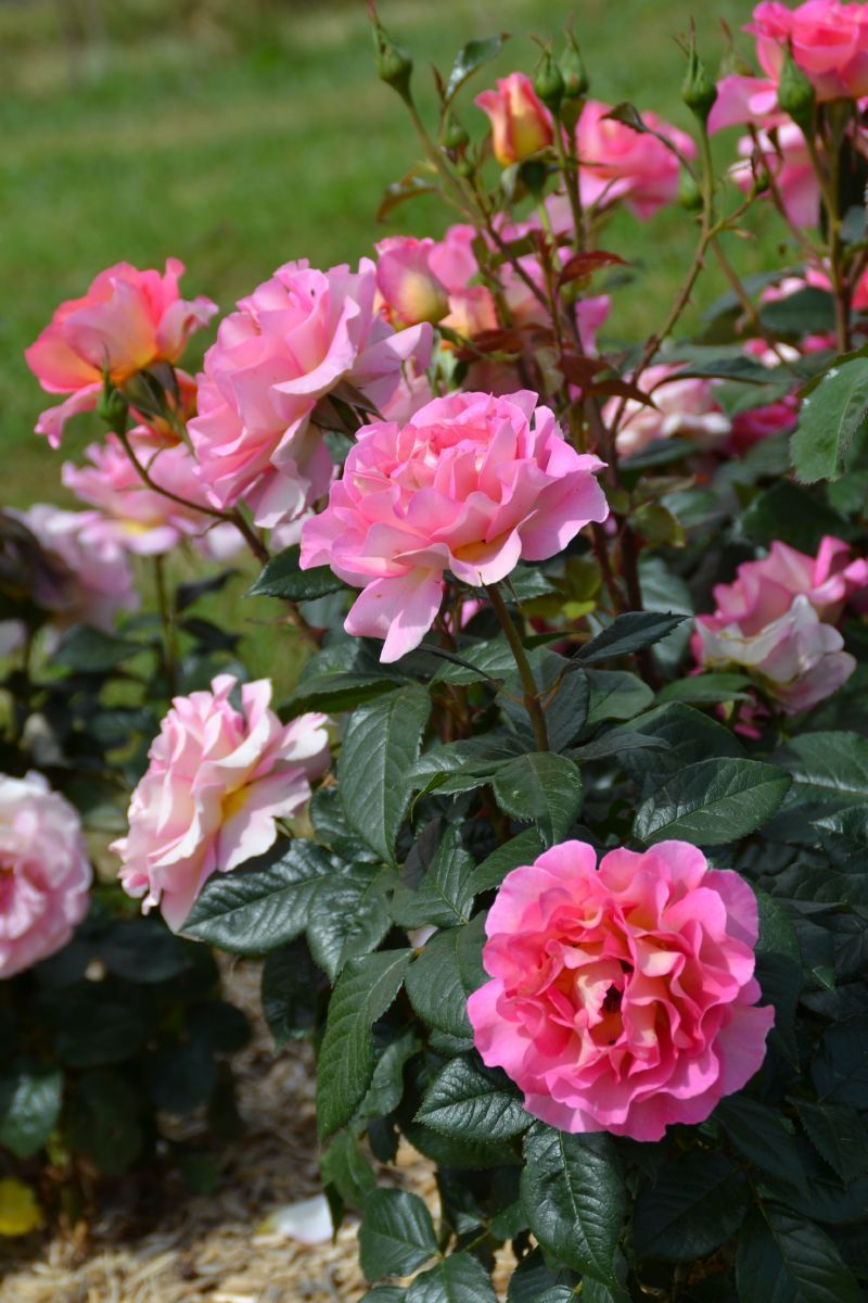 Pink Paradise® Grossblumige Buschrose (Teehybride), Rosa Pink Paradise ...