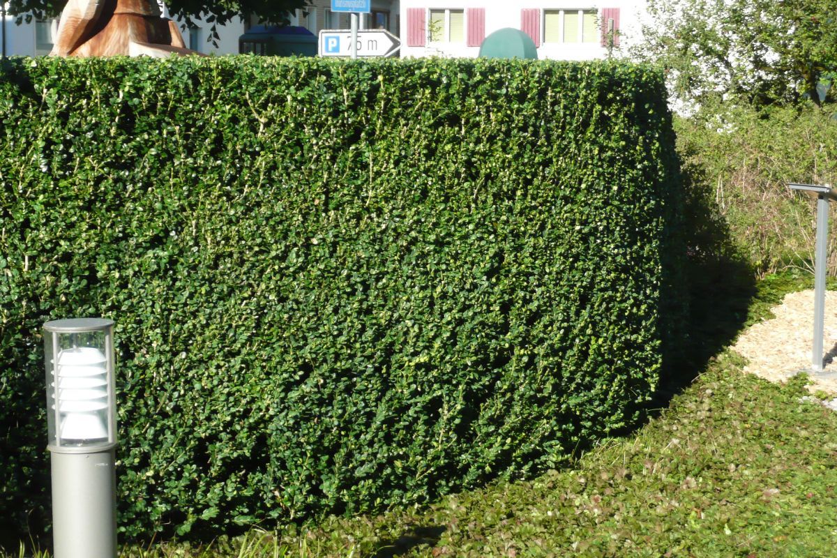 Rundblättriger Buchsbaum Rotundifolia, Buxus sempervirens Rotundifolia ...