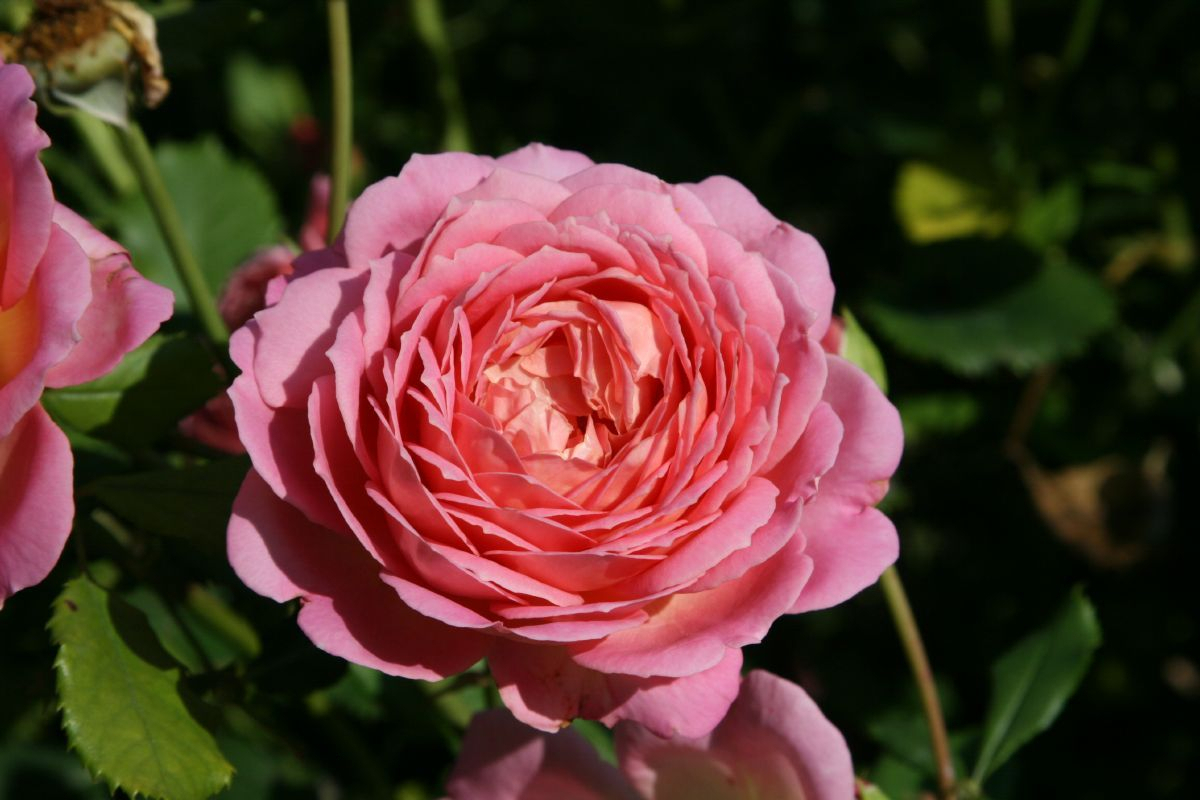 Jubilée Celebration® Romantische Rose (Englische Rose, anspruchslos ...