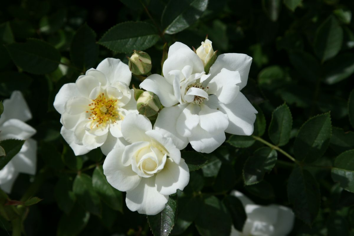 Kent® Boden- und flächendeckende Rose (anspruchslos), Rosa Kent ...