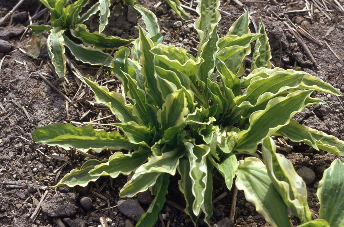 Funkie Ground Master, Hosta Ground Master | Hauenstein AG