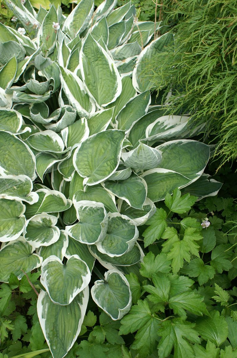 Funkie Zagers White Edge, Hosta Zagers White Edge | Hauenstein AG