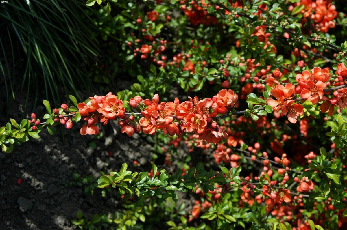 Zierquitte, Scheinquitte (anspruchslos) Sargentii, Chaenomeles japonica ...