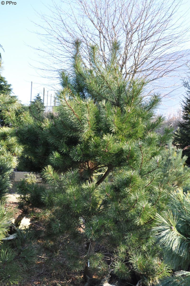 Drehkiefer Compacta, Pinus contorta Compacta | Hauenstein AG