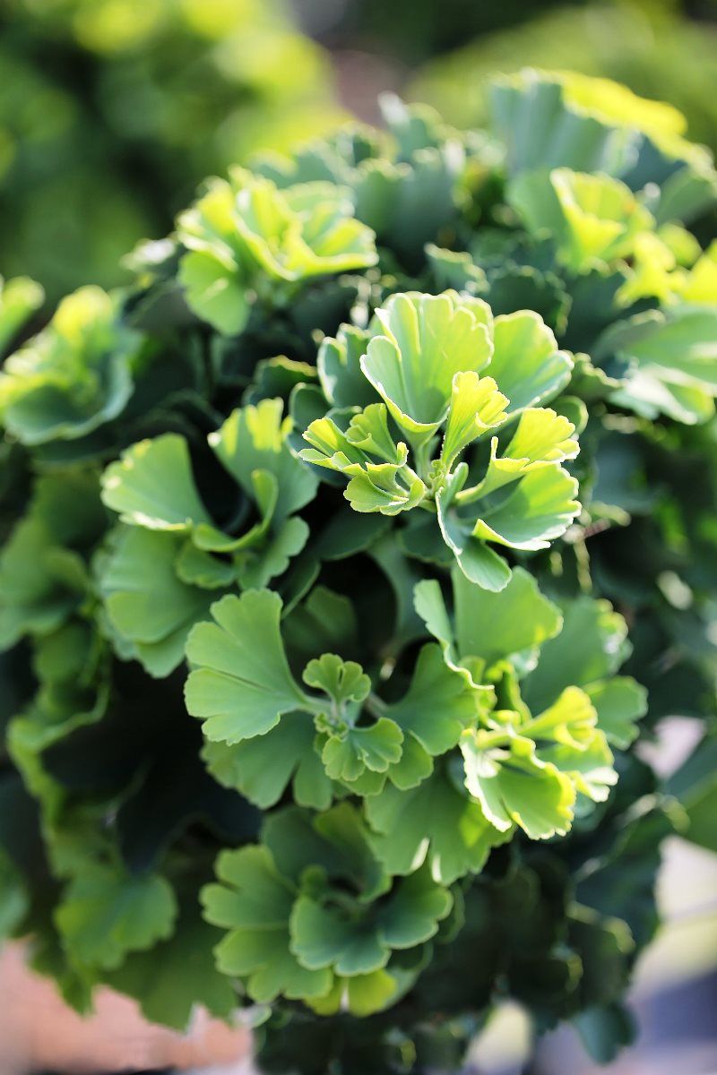 Zwergginkgo, Ginkgo biloba Troll | Hauenstein AG