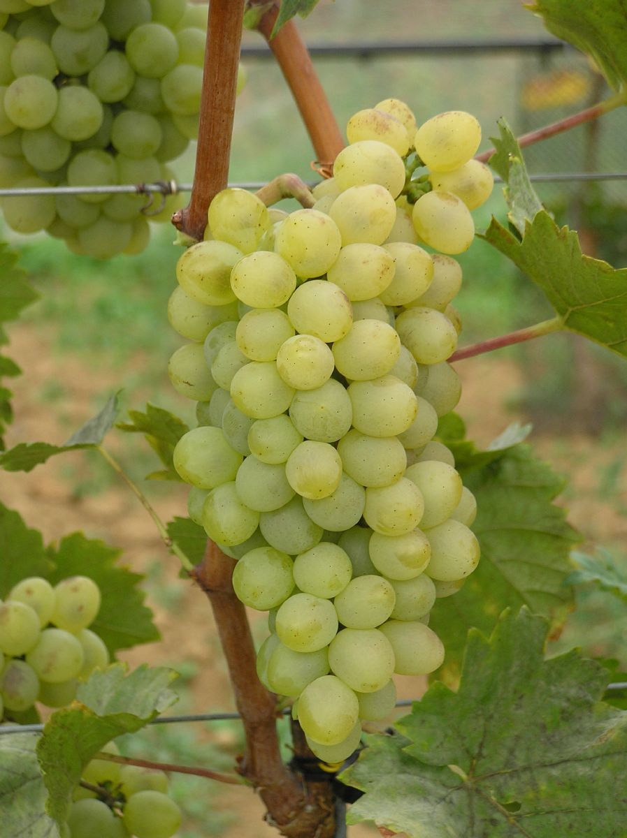 Angela Hausgartenrebe (anspruchslos), Vitis Angela | Hauenstein AG