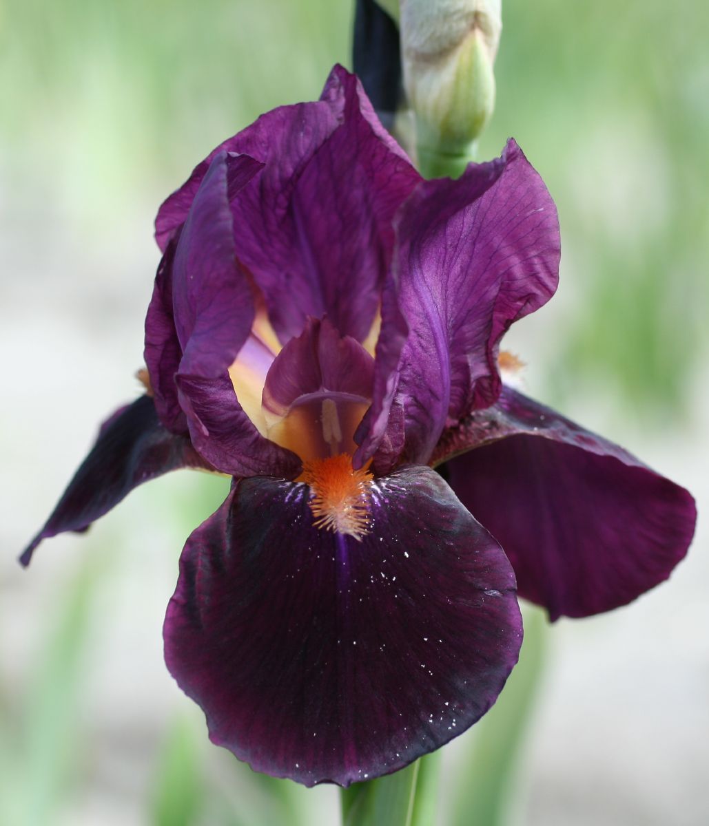 Hohe Bartiris, Iris barbata-elatior Amsterdam | Hauenstein AG