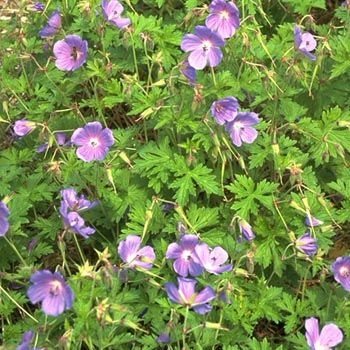 Storchschnabel Johnson's Blue, Geranium Johnsons Blue | Hauenstein AG