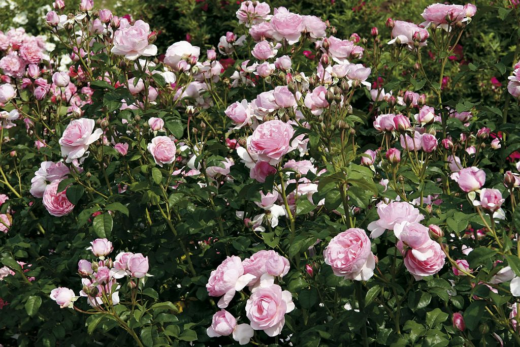 Flashlight® ADR 2006 Romantische Rose (anspruchslos, leichter Duft ...