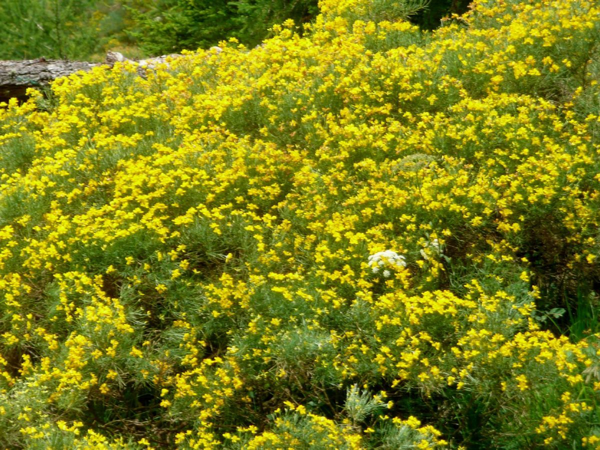 Kugelginster, Genista radiata | Hauenstein AG