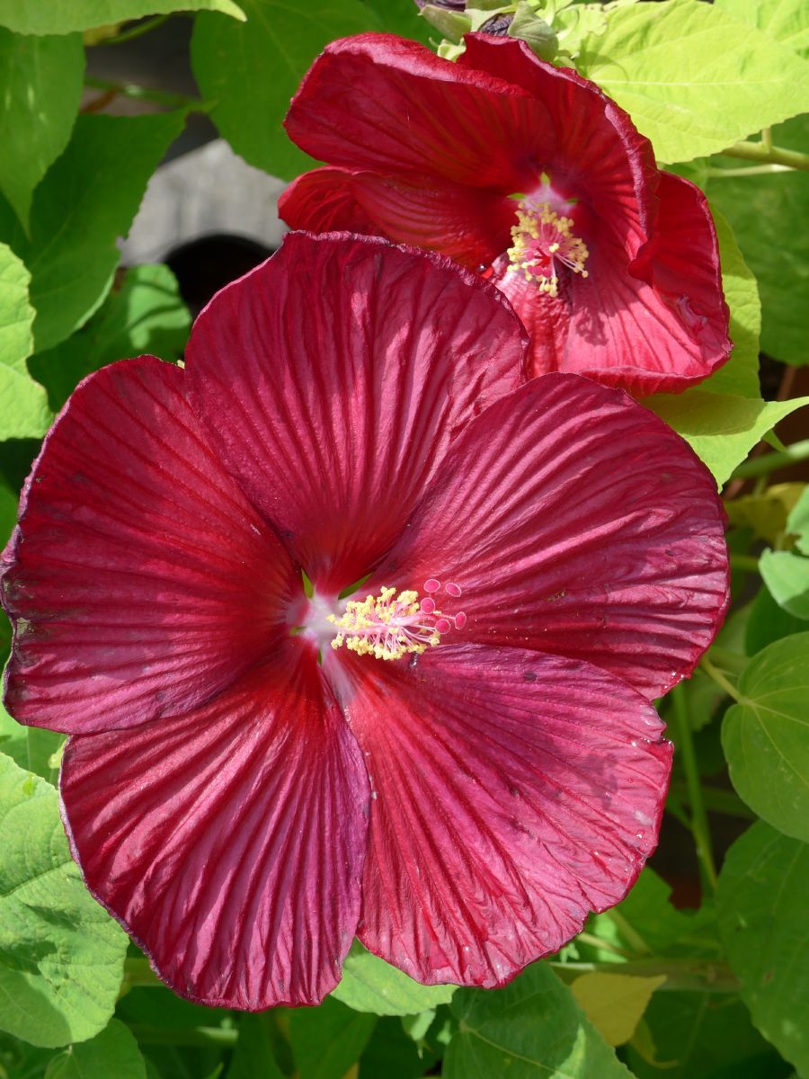 Sumpfroseneibisch Nippon Red, Hibiscus moscheutos Nippon Red ...