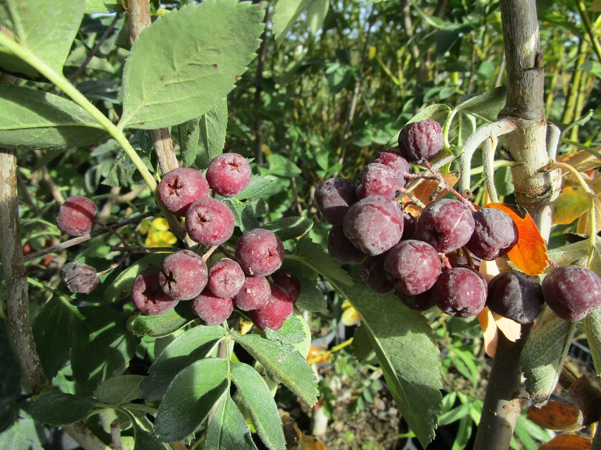 Hybrid-Eberesche Titan, Sorbaronia fallax Titan | Hauenstein AG