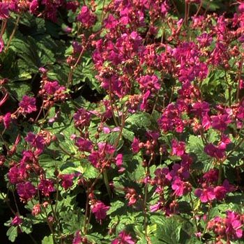 Felsenstorchschnabel Velebit, Geranium macrorrhizum Velebit | Hauenstein AG