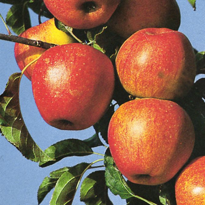 Pinova® Apfel, Malus Pinova® | Hauenstein AG