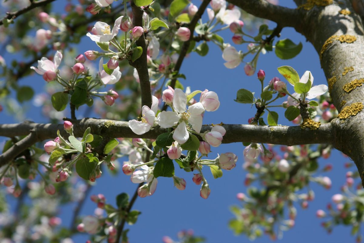 Holzapfel, Malus sylvestris | Hauenstein AG