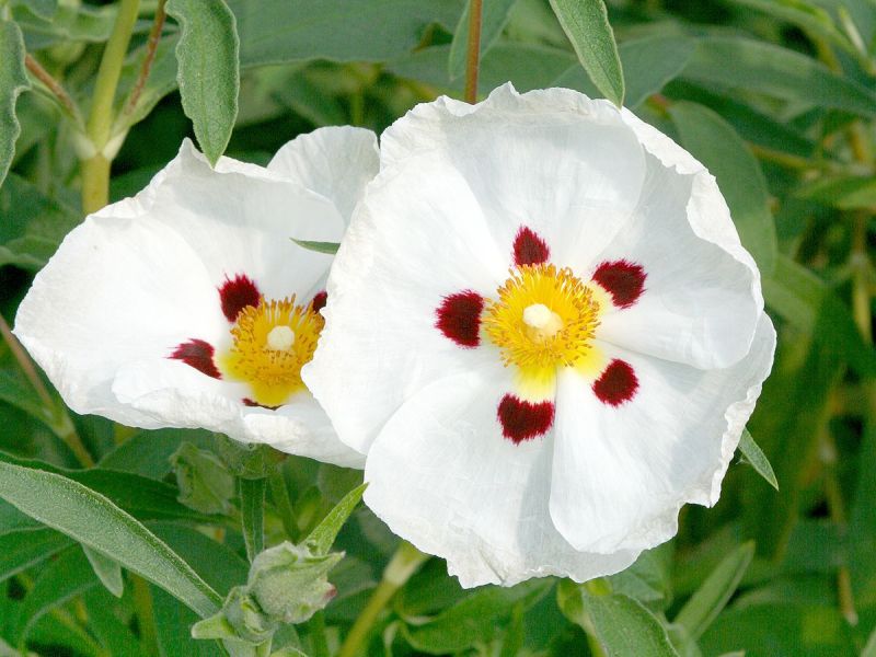 Zistrose Alan Fradd, Cistus purpureus Alan Fradd | Hauenstein AG