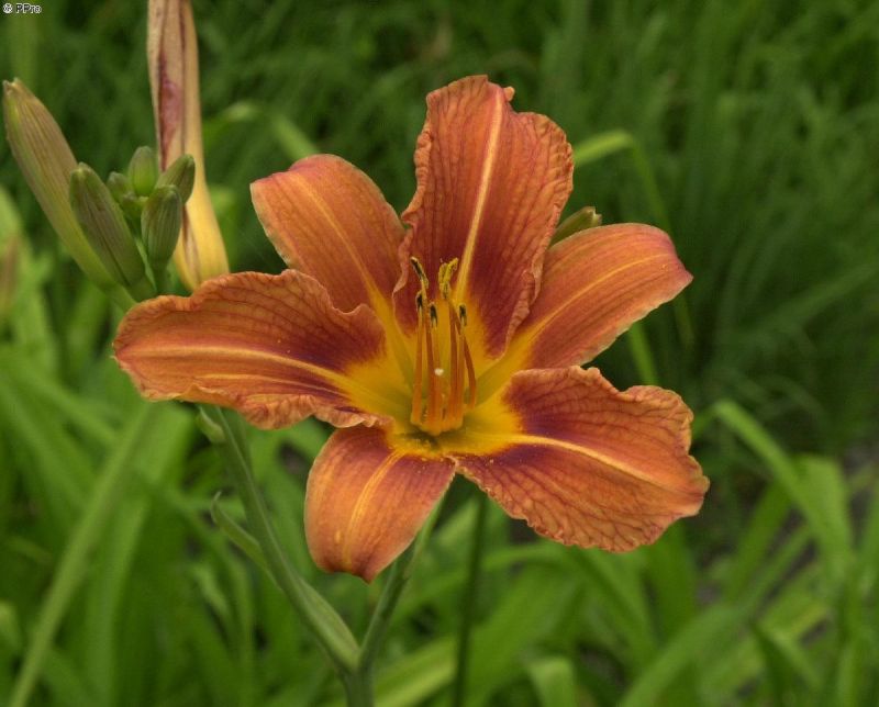 Taglilie Kwanso Variegata, Hemerocallis fulva Kwanso Variegata ...