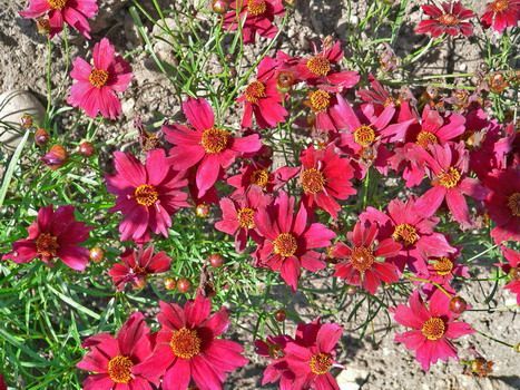 Mädchenauge Limerock Ruby, Coreopsis Limerock Ruby | Hauenstein AG