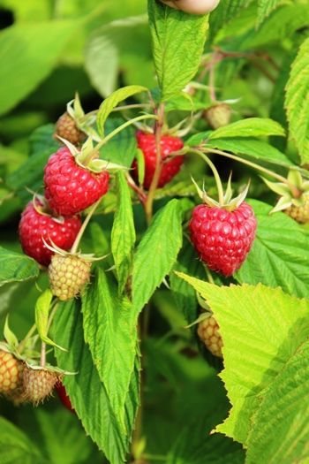 Glen Ample(S) Himbeere, Rubus idaeus Glen Ample(S) | Hauenstein AG