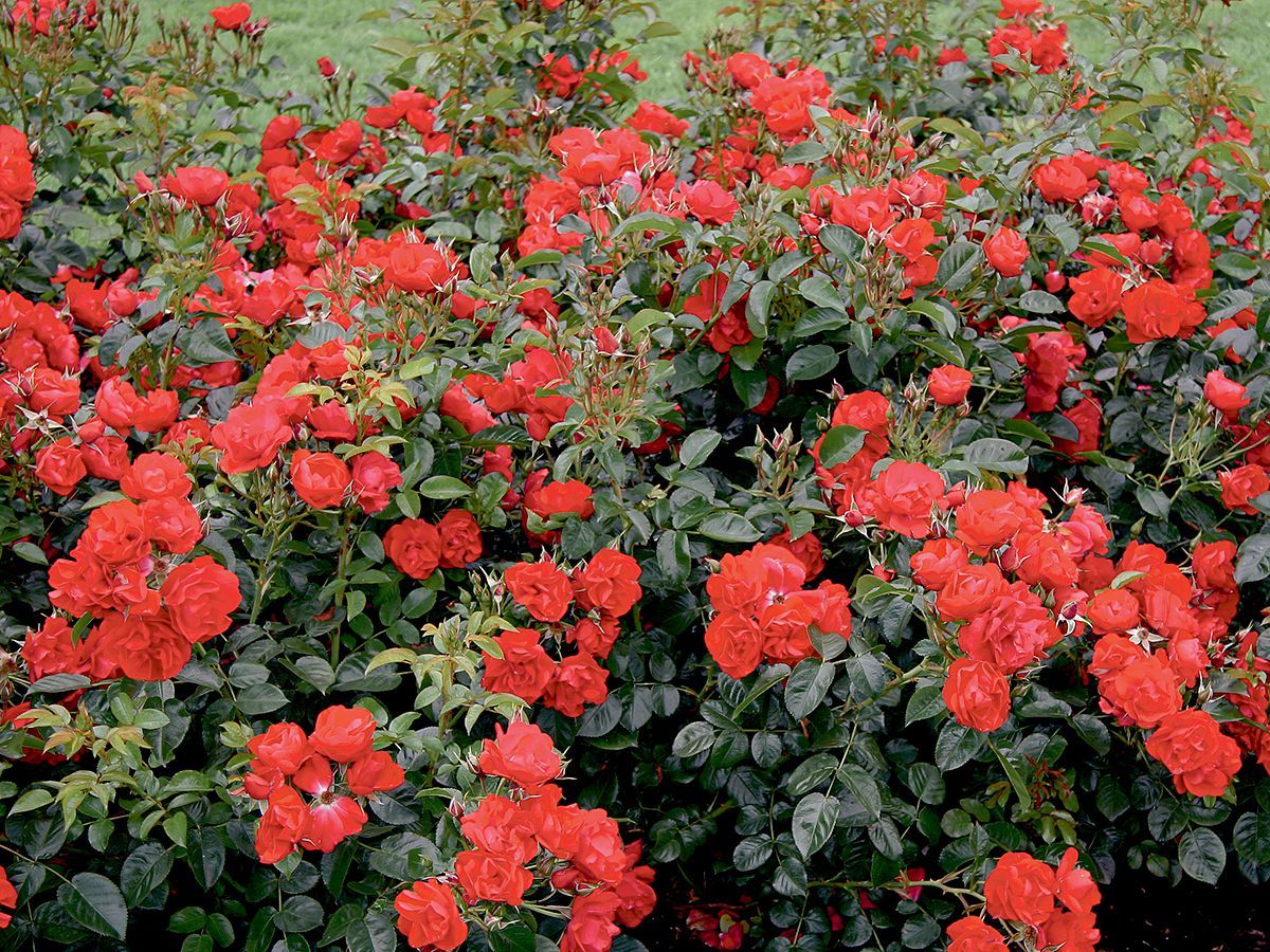 Resonanz® ADR 2004 Beetrose (Polyantha, anspruchslos), Rosa Resonanz ...