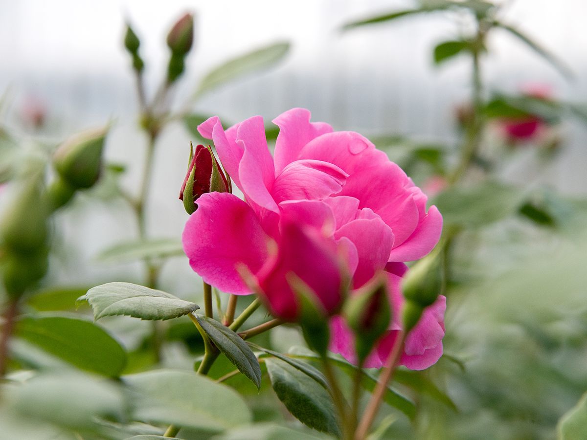 Deborah® ADR 1989 Beetrose (Floribundarose, anspruchslos, leichter Duft ...