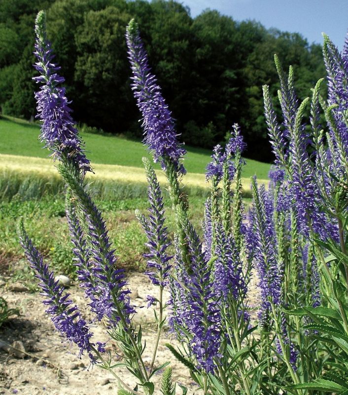Veronica Spicata Standort
