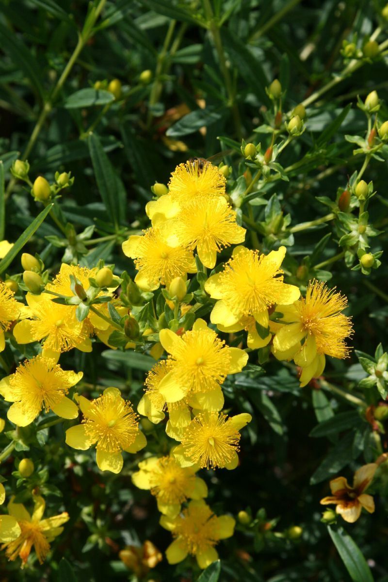 Johanniskraut Gemo, Hypericum kalmianum Gemo | Hauenstein AG
