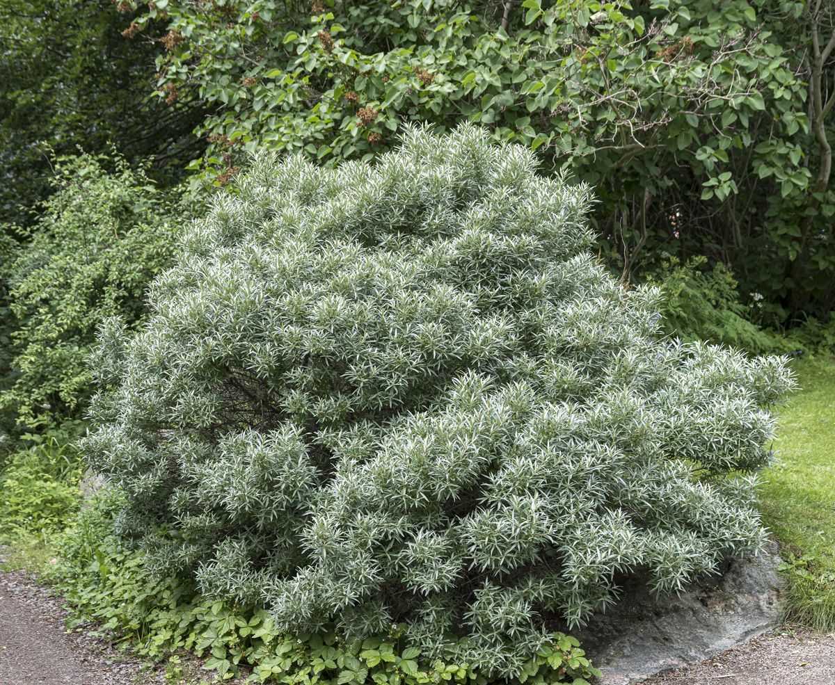 Zwergsanddorn Hikul, Hippophae rhamnoides Hikul | Hauenstein AG