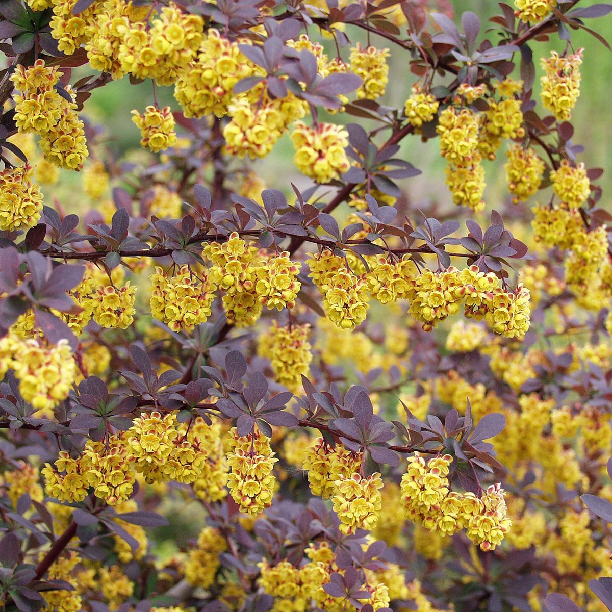 Berberitze Superba, Berberis ottawensis Superba | Hauenstein AG