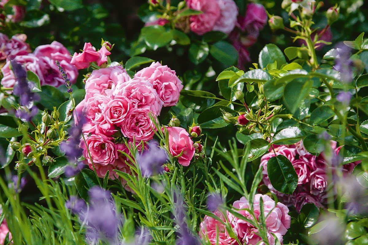 Beetrosen / Polyantha online kaufen und bestellen | Hauenstein AG