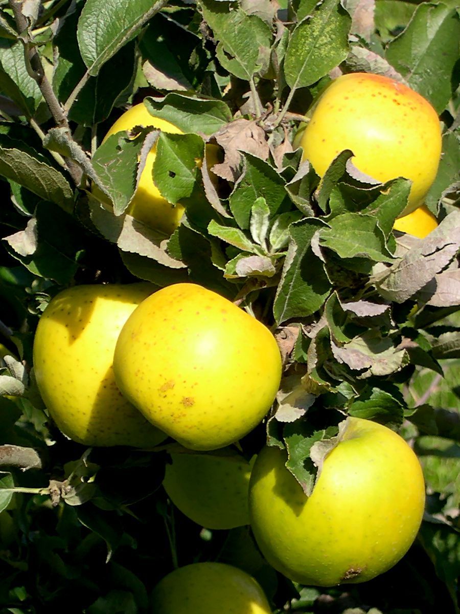 Ananas Reinette Apfel, Malus Ananas Reinette | Hauenstein AG
