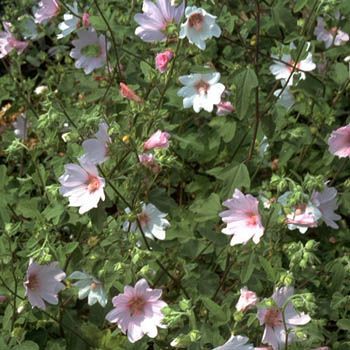 Buschmalve Barnsley, Lavatera Barnsley | Hauenstein AG