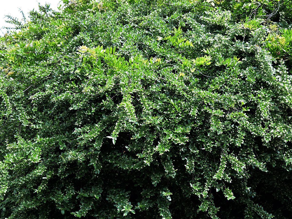 Liguster, Ligustrum obtusifolium regelianum | Hauenstein AG