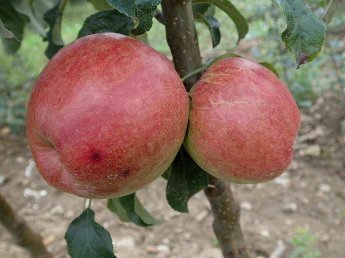 Rewena® Apfel (anspruchslos, schorfresistent), Malus Rewena ...