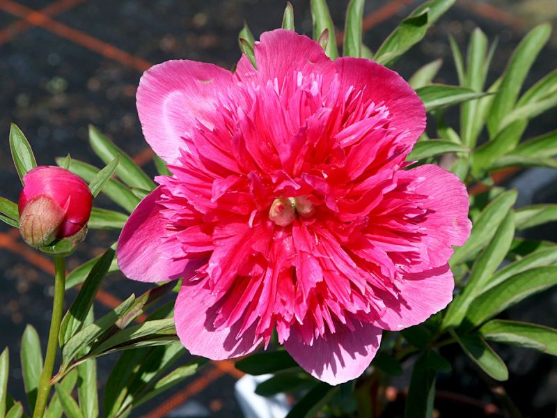 Bauernpfingstrose Rosea Plena, Paeonia officinalis Rosea Plena ...