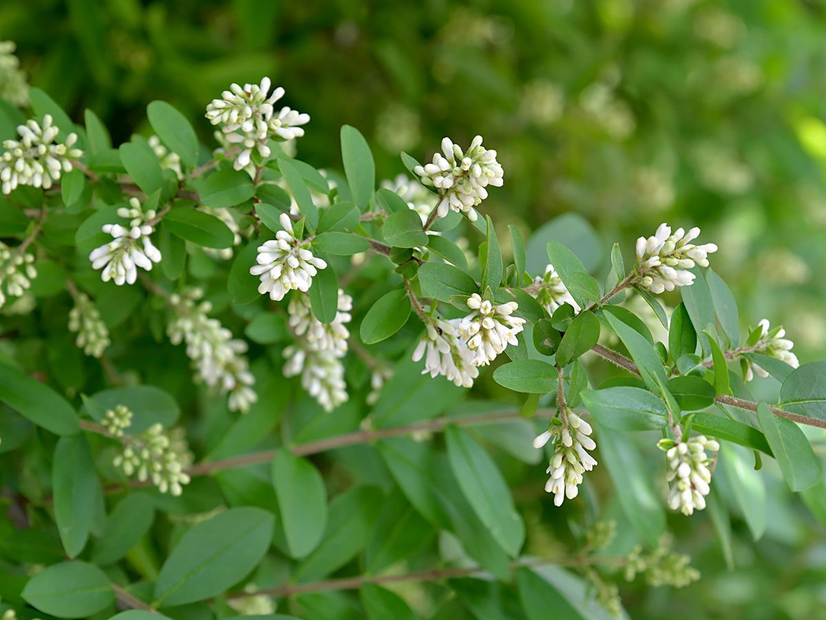 Liguster, Ligustrum obtusifolium regelianum | Hauenstein AG