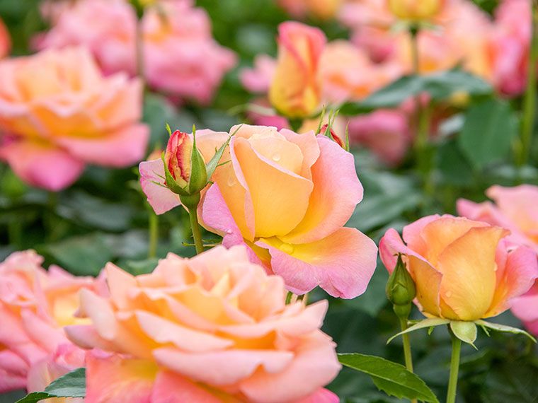 Rosen online kaufen und bestellen | Hauenstein AG