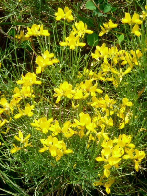 Kugelginster, Genista radiata | Hauenstein AG