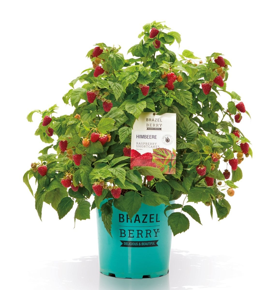 Zwerghimbeere Raspberry Shortcake®, Rubus idaeus Raspberry Shortcake ...