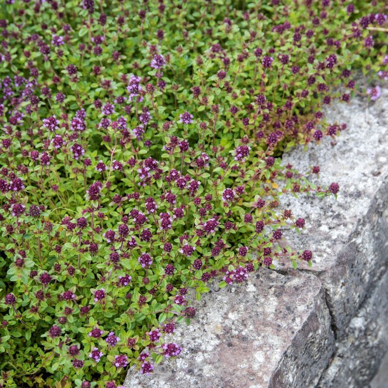 Quendel, Feldthymian, Sandthymian, Thymus serpyllum | Hauenstein AG