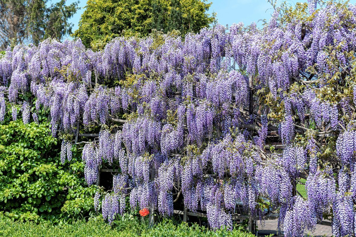 Japanischer Blauregen Multijuga, Wisteria floribunda Multijuga ...