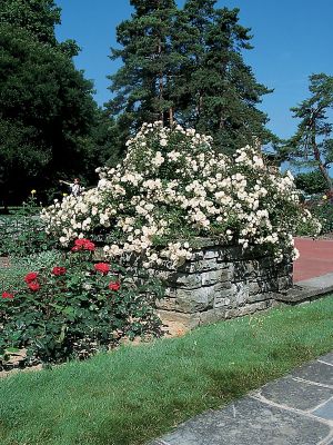 Bodendeckerrosen online kaufen und bestellen | Hauenstein AG