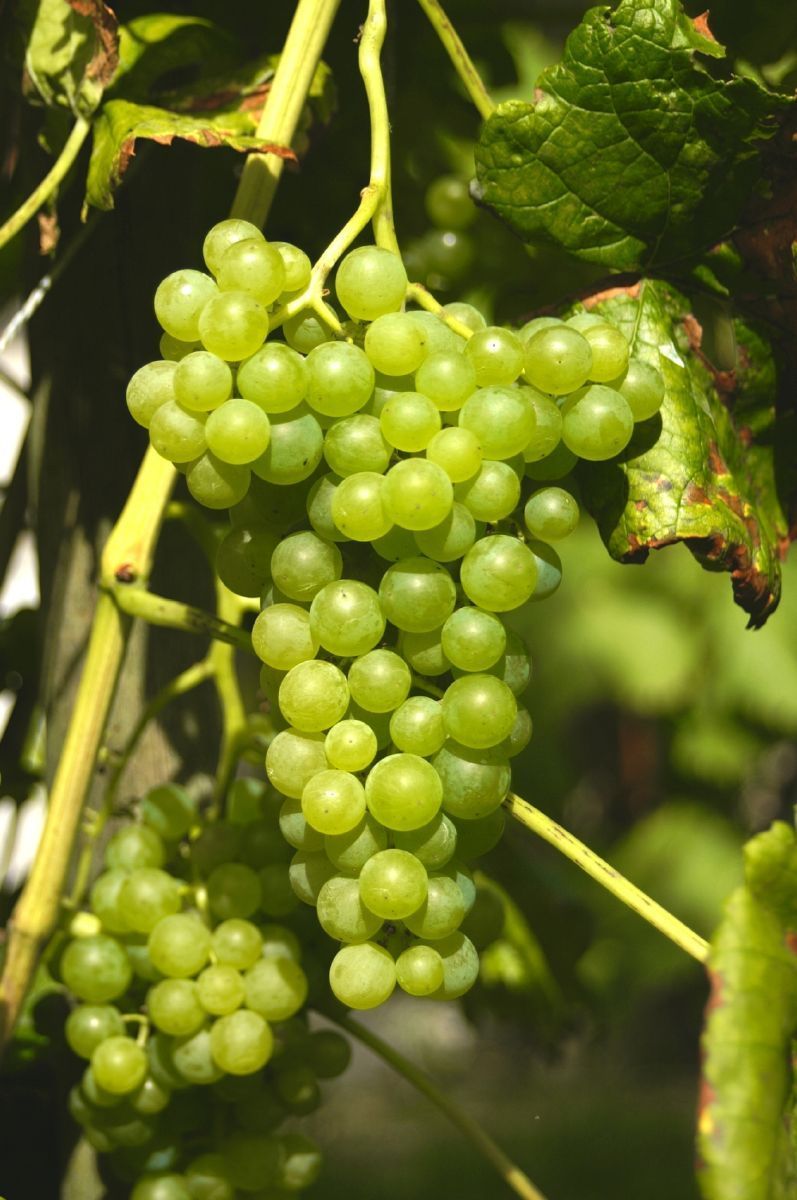 Reben online kaufen und bestellen | Hauenstein AG