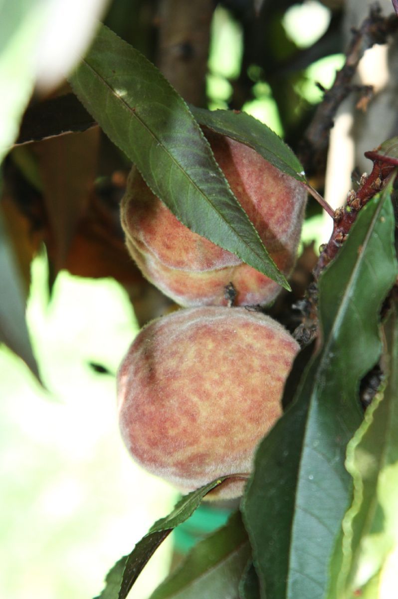 Rubira Zwergpfirsich, rotlaubig, Prunus Rubira Zwerg | Hauenstein AG