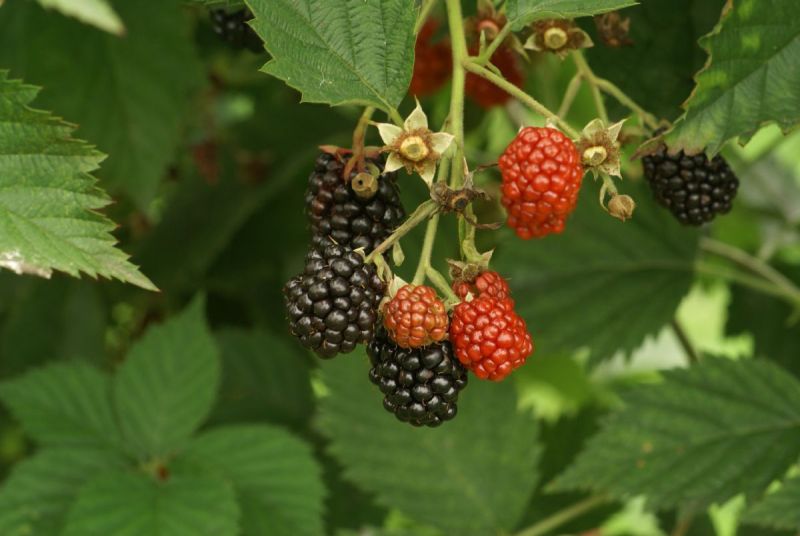 Loch Ness® Brombeere (stachellos), Rubus fruticosus Loch Ness ...