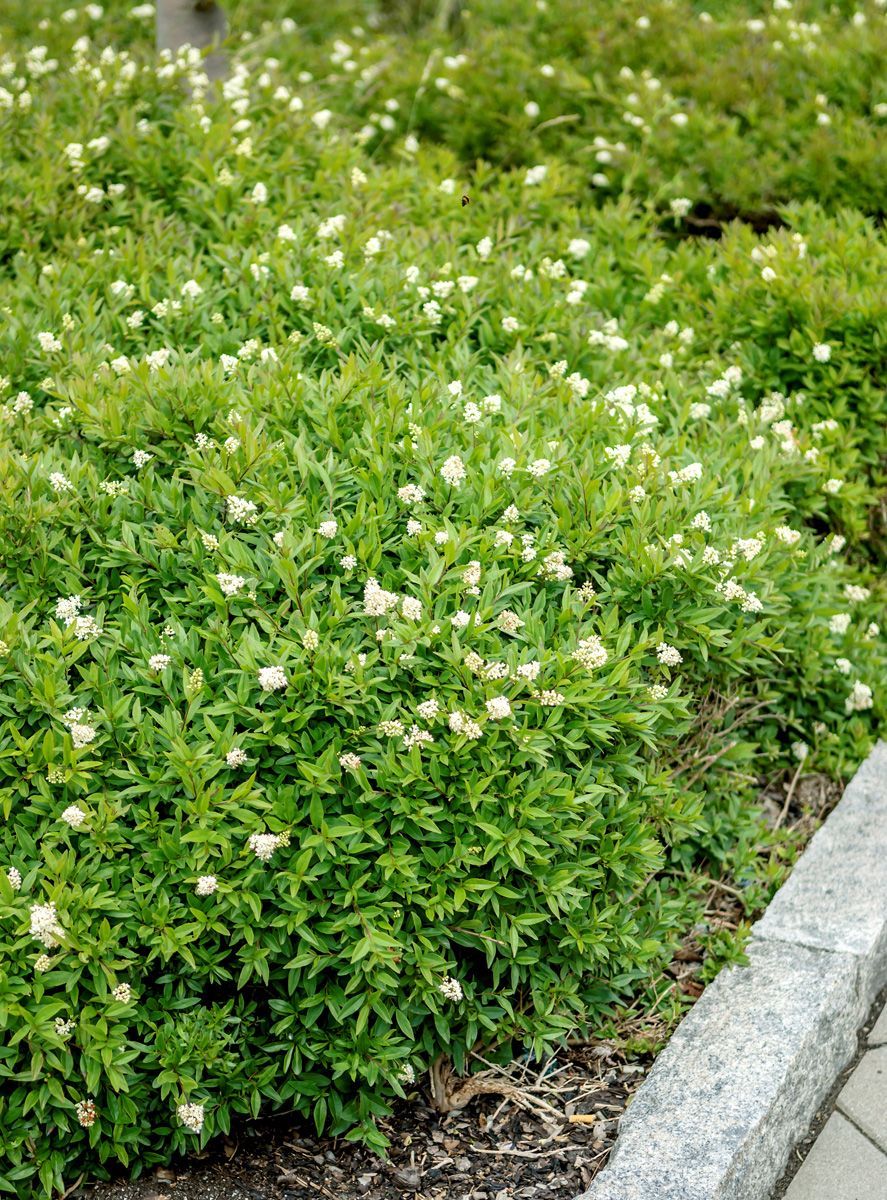 Zwergliguster Lodense, Ligustrum vulgare Lodense | Hauenstein AG