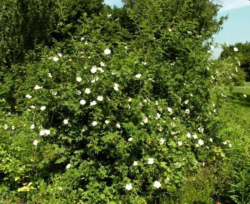 Hundsrose, Rosa canina | Hauenstein AG