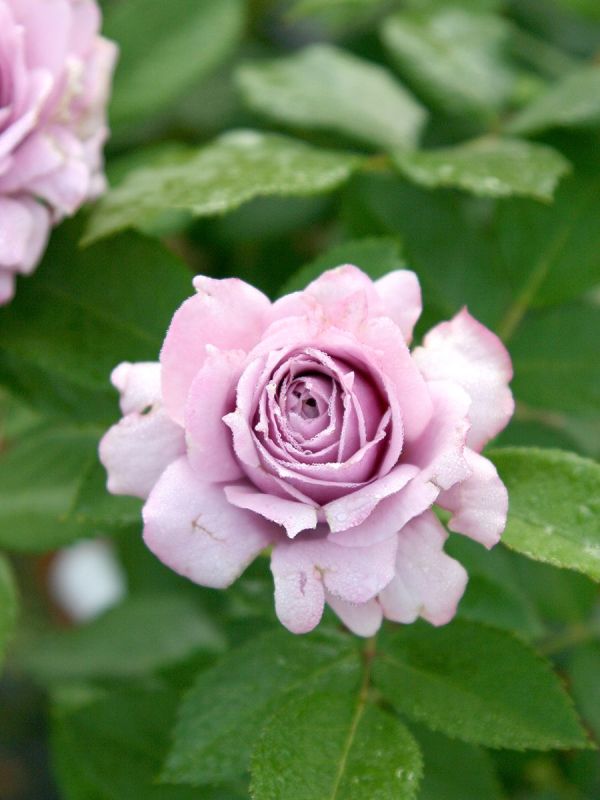 Novalis® ADR 2013 Beetrose (Polyantha, anspruchslos), Rosa Novalis® ADR ...